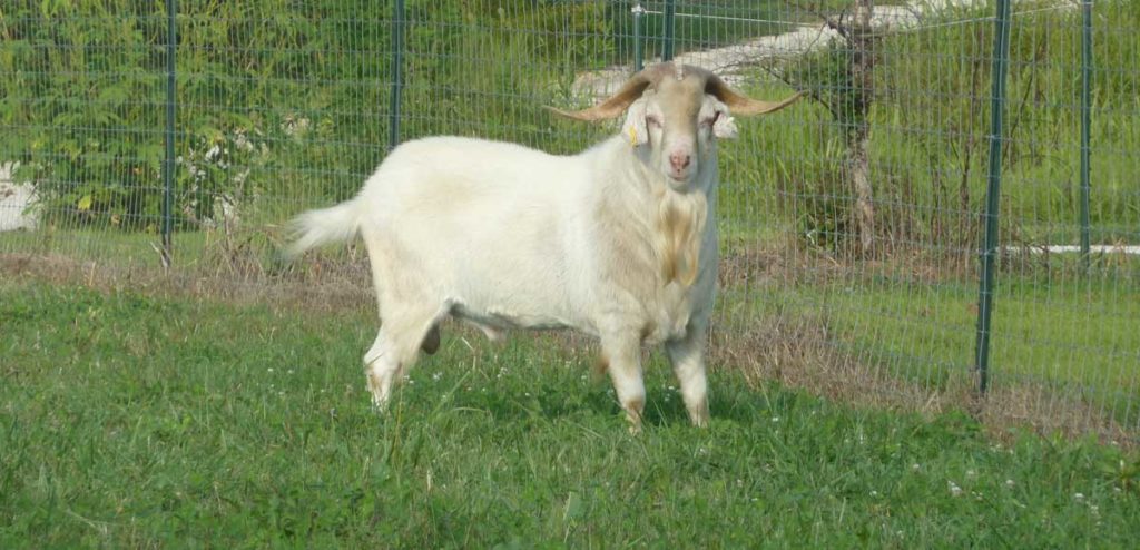Why Kikos? Kikos Perform! – American Kiko Goat Association